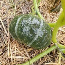 Squash Time! | Monk Botanical Gardens