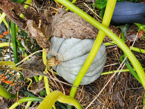 Squash Time! | Monk Botanical Gardens
