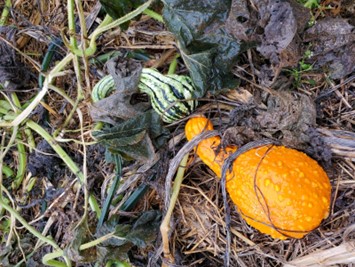 Squash Time! | Monk Botanical Gardens